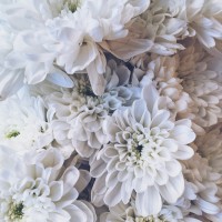 Pronovias Used Wedding Dress Save 64% - Stillwhite